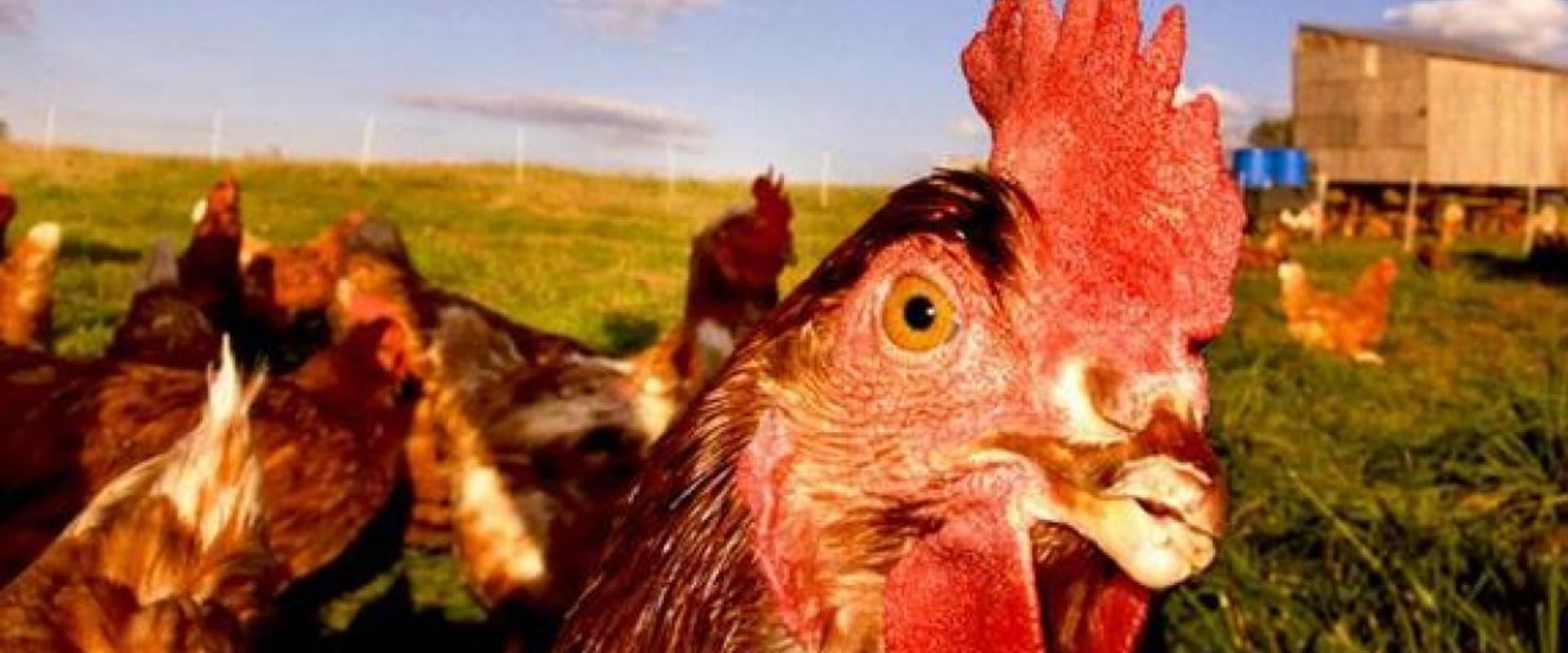 Comprendre la Viande et les Volailles: Tout ce que Vous Devez Savoir